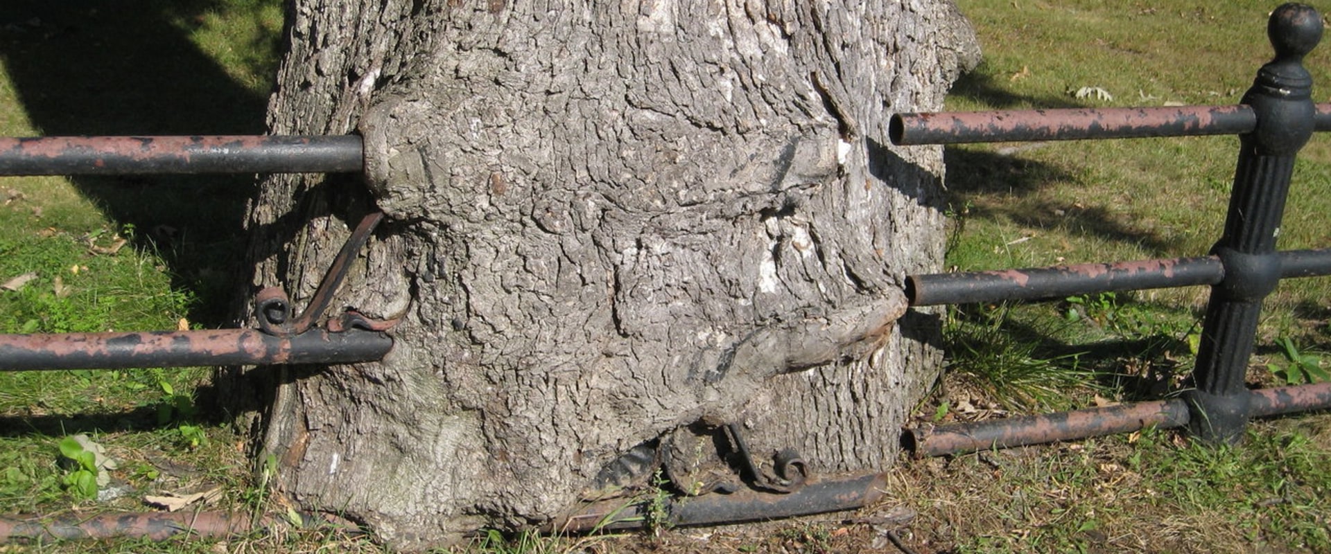 can-you-cut-off-the-top-of-a-tree-without-killing-it