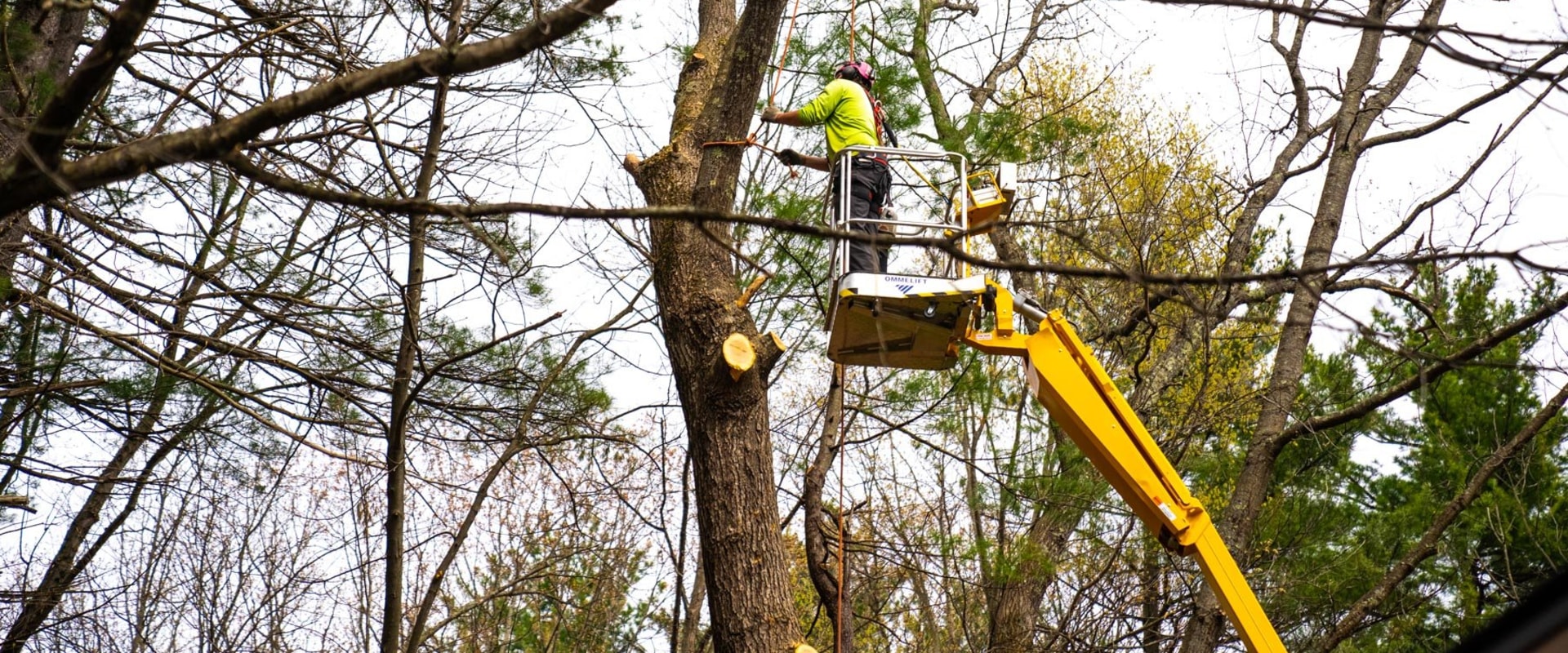 Bethany's Tree Care Service: Ensuring Longevity Through Pruning Practices