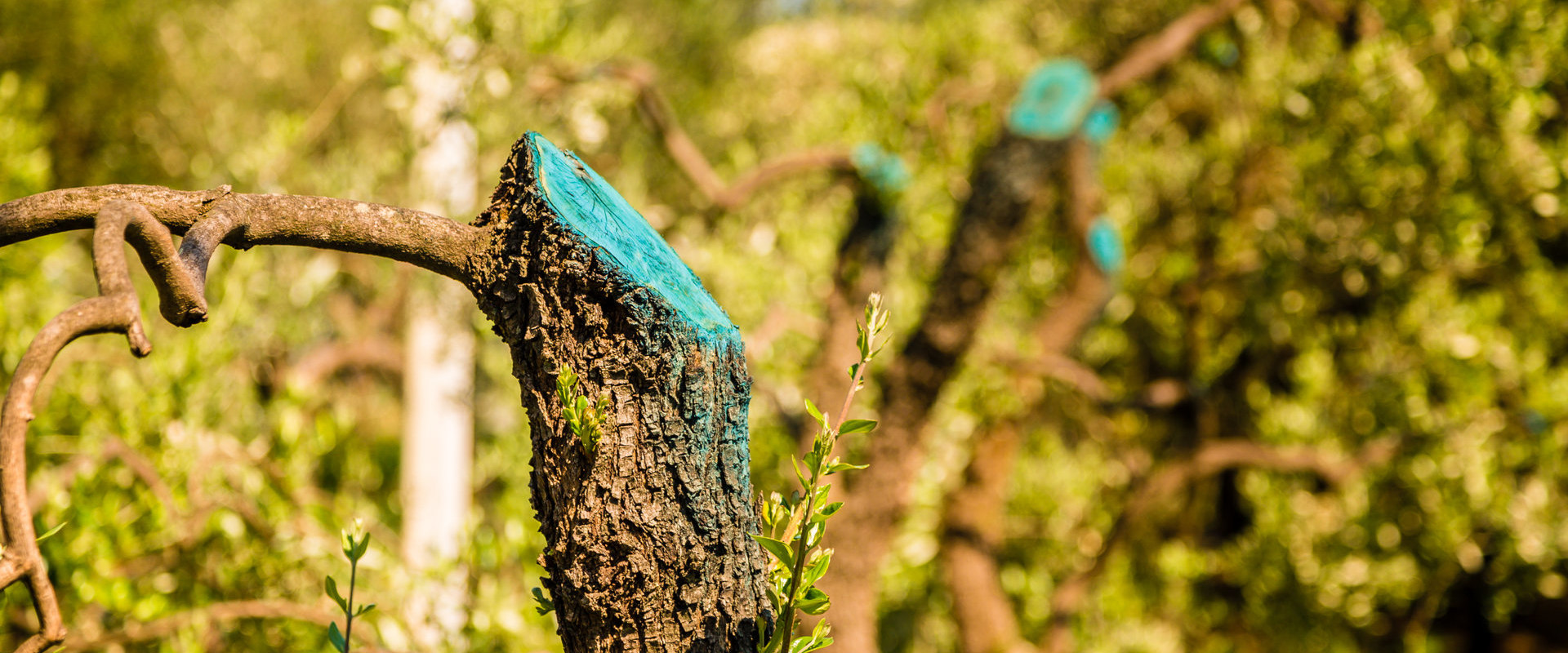 What is tree pruning sealer?