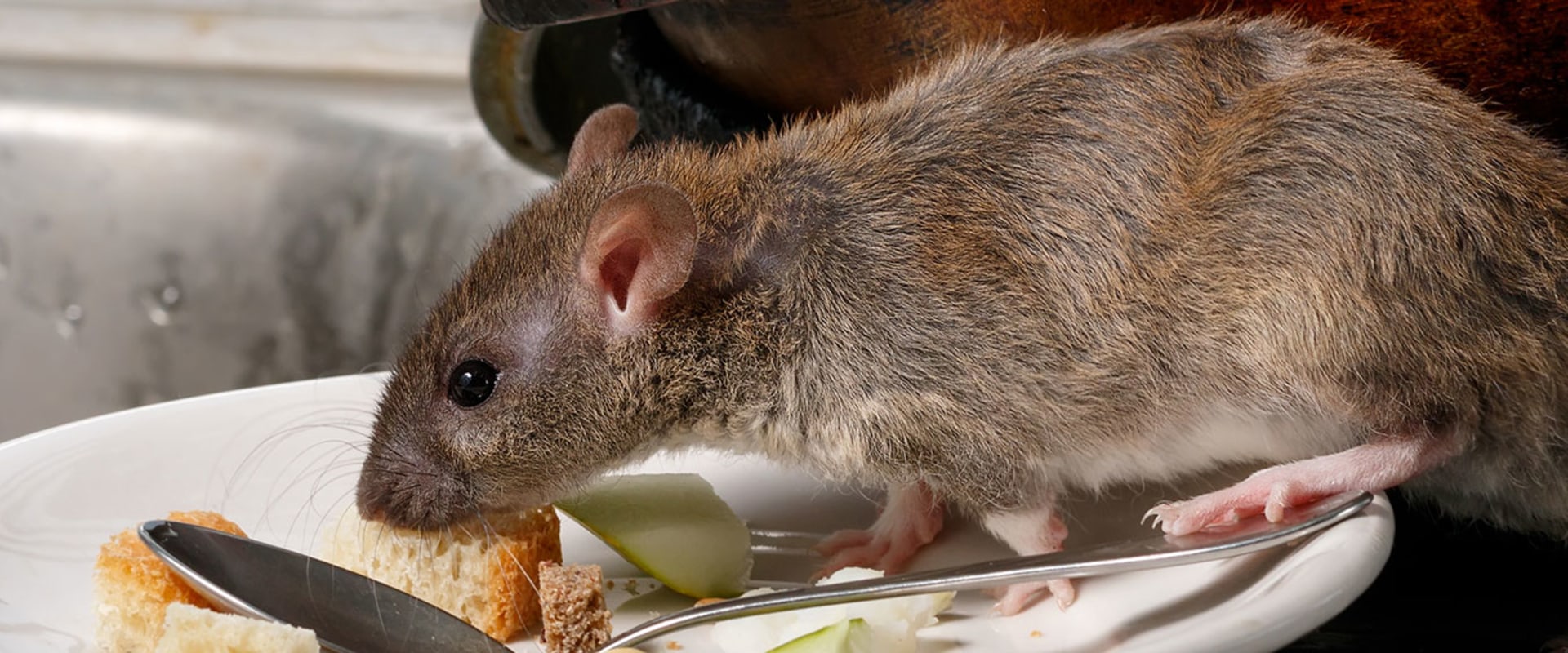 Effective Rodent Pest Removal: The Hidden Role Of Tree Pruning In ...