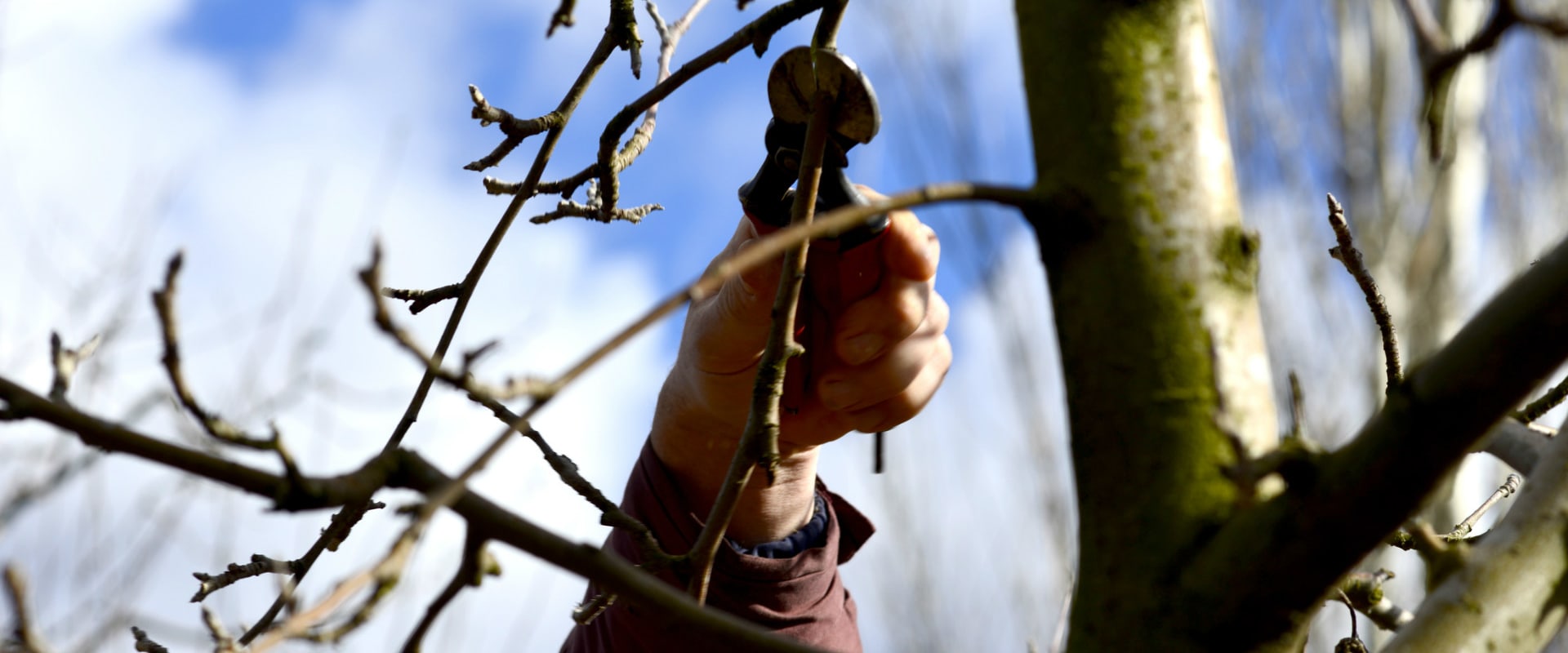 Why tree pruning is important?